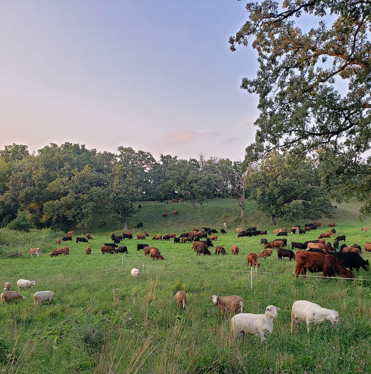 Grass-fed Beef & Raw Milk, Pasture-Raised Poultry, Eggs, & Pork – All ...