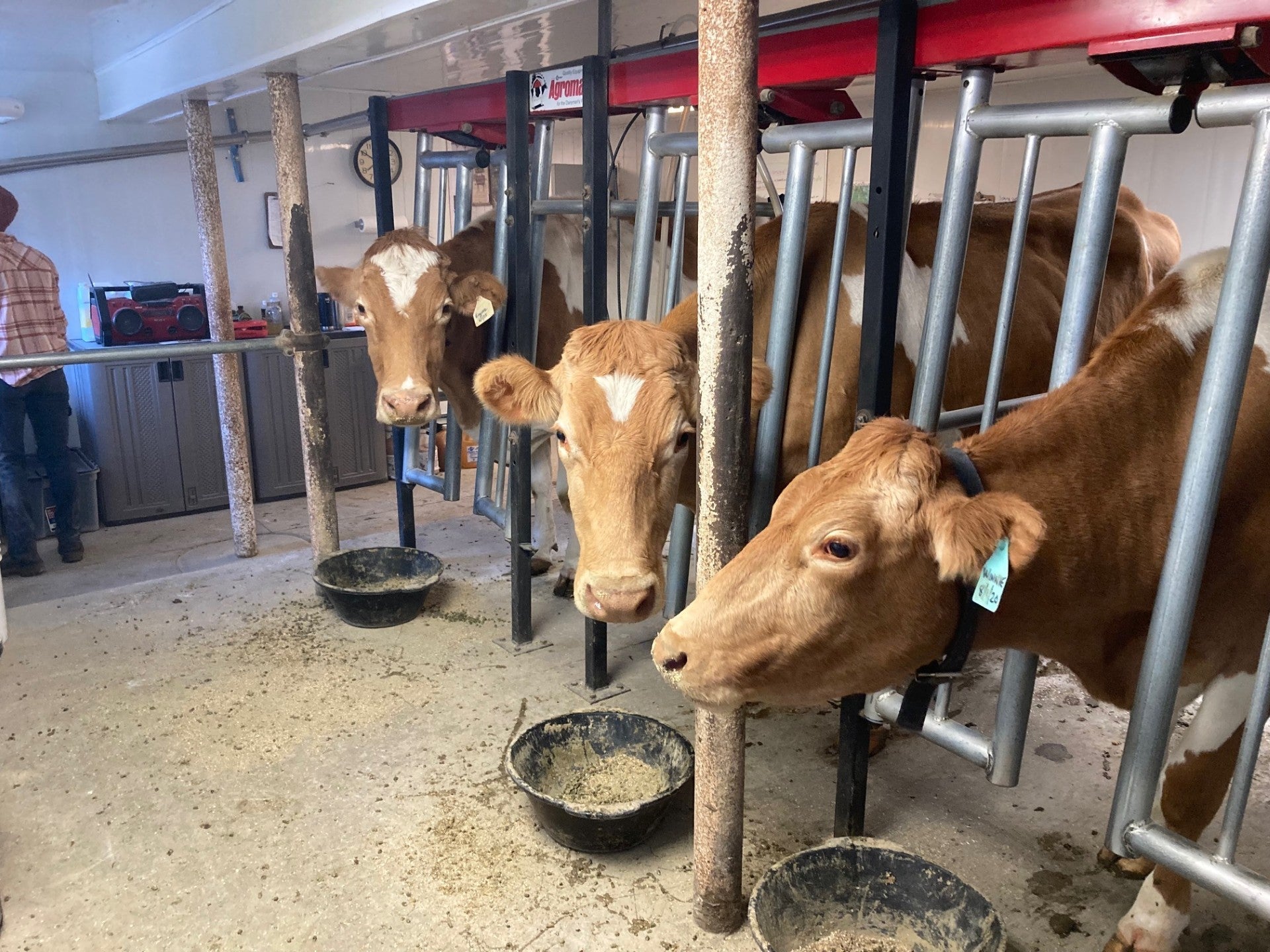 Three Generations of Milk, Winter Farm Routines, Organic vs. Non-GMO ...