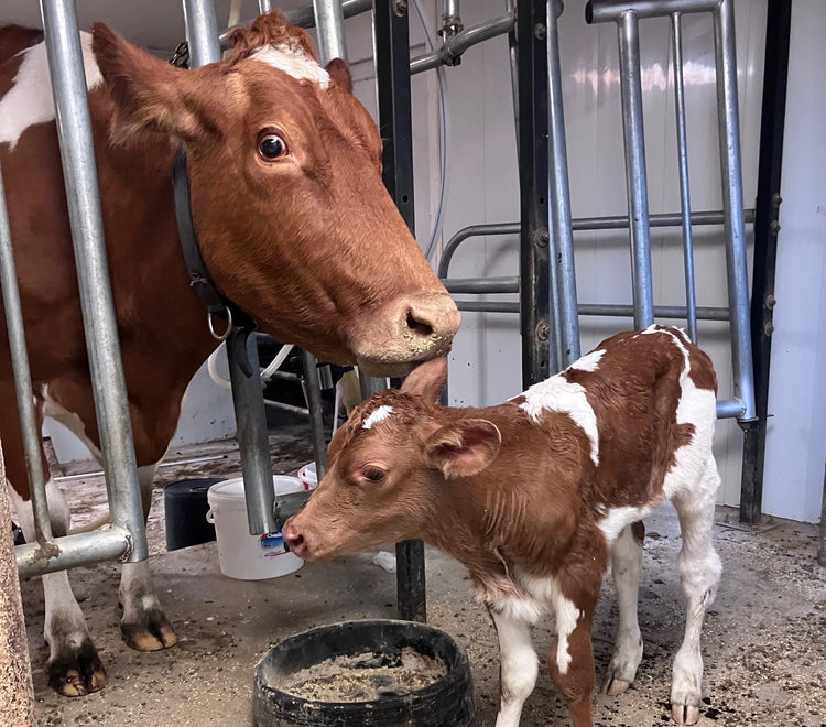 Heifer Calf Names + Turkey Update – All Grass Farms