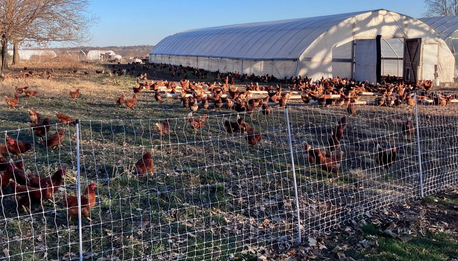 Its Cold! Last of the Pigs, Bushel & Pecks – All Grass Farms