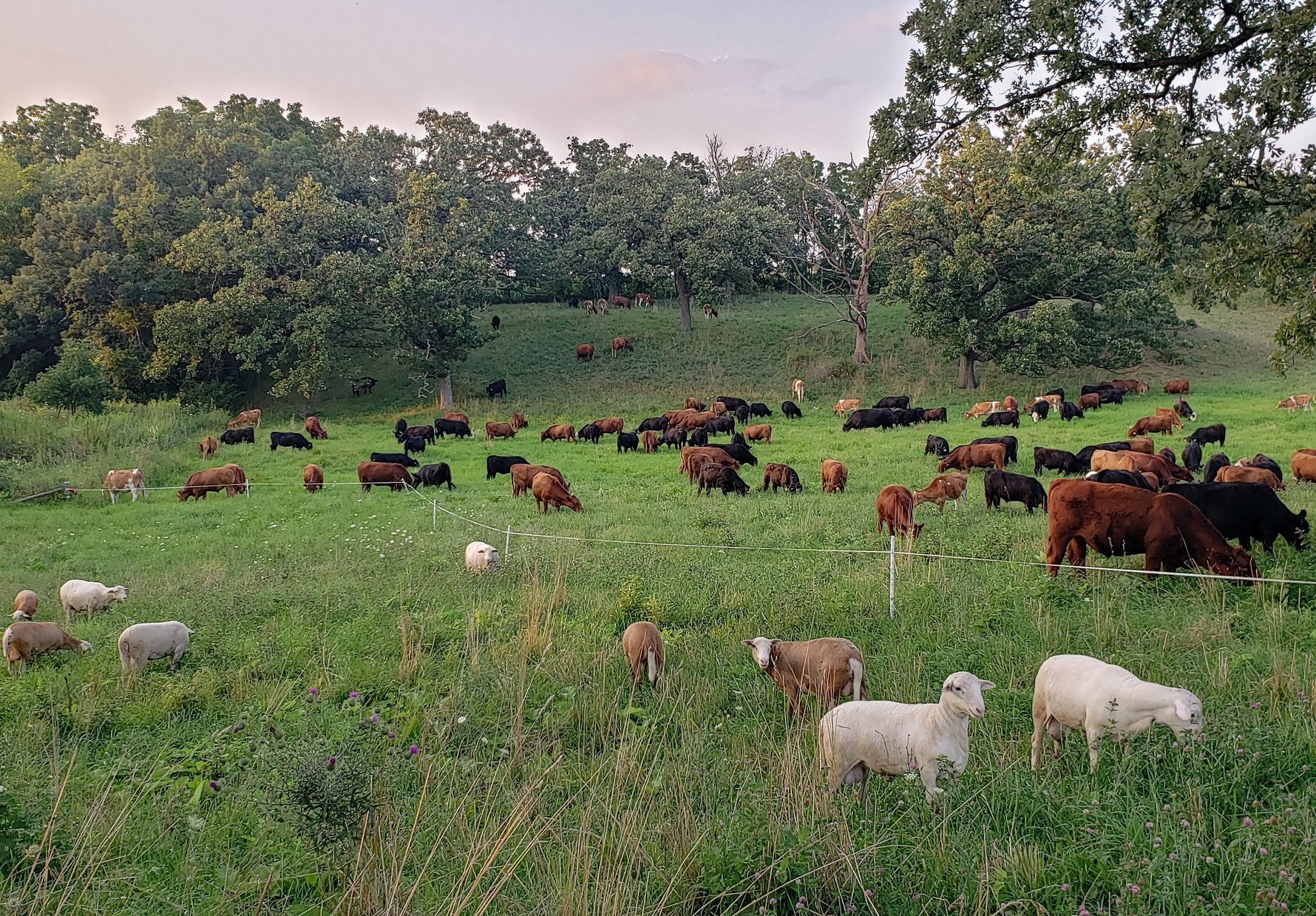 Grass-fed Beef & Raw Milk, Pasture-Raised Poultry, Eggs, & Pork – All ...