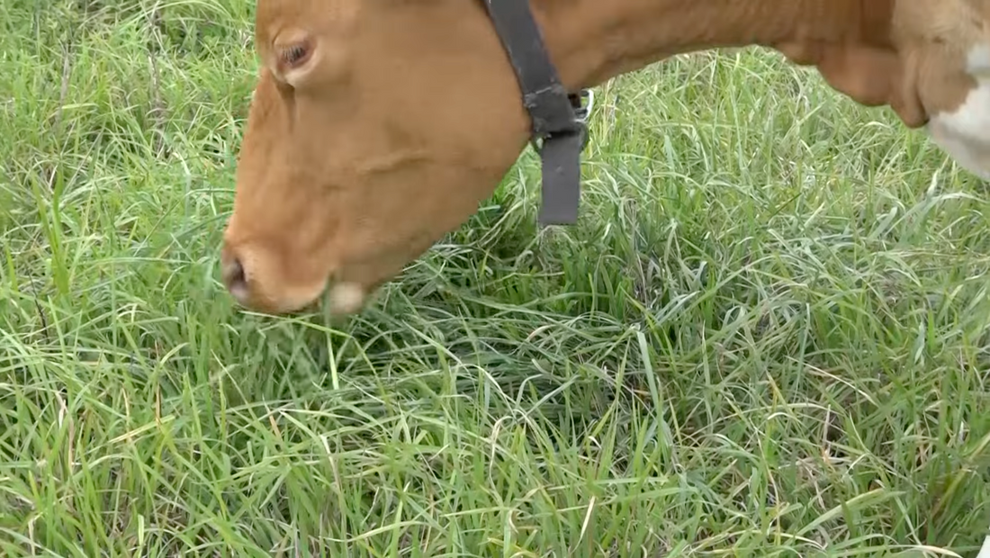 About Our Grass-Fed, Pastured Farm – All Grass Farms